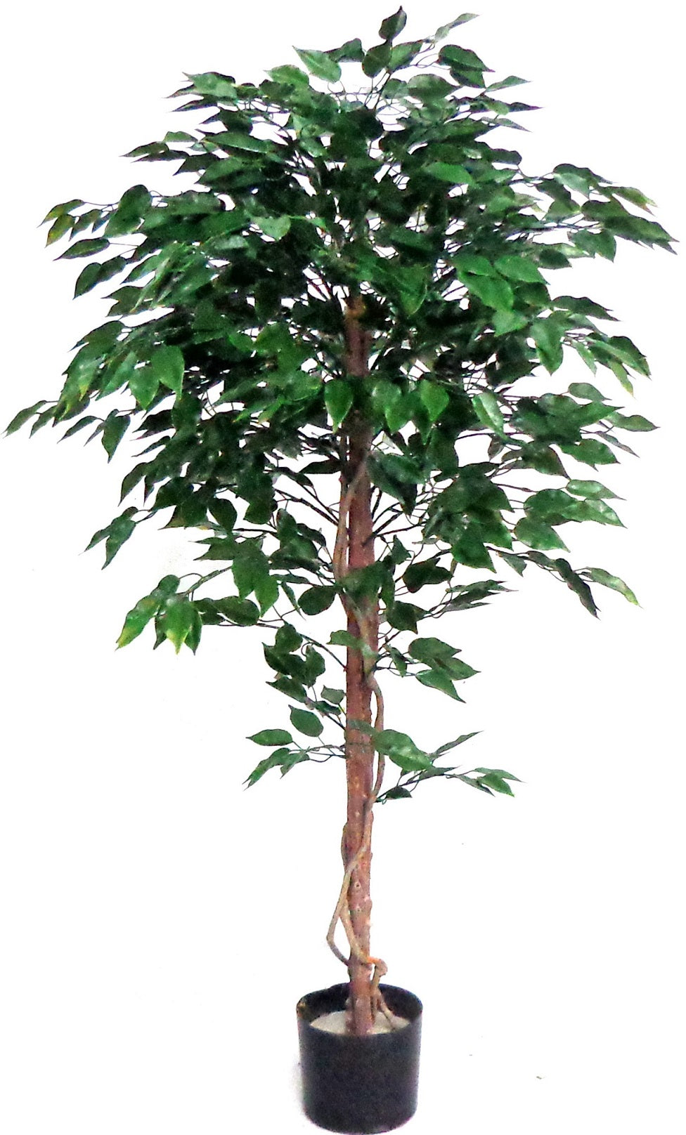 Large Trees and Plants – Evergreen Decor