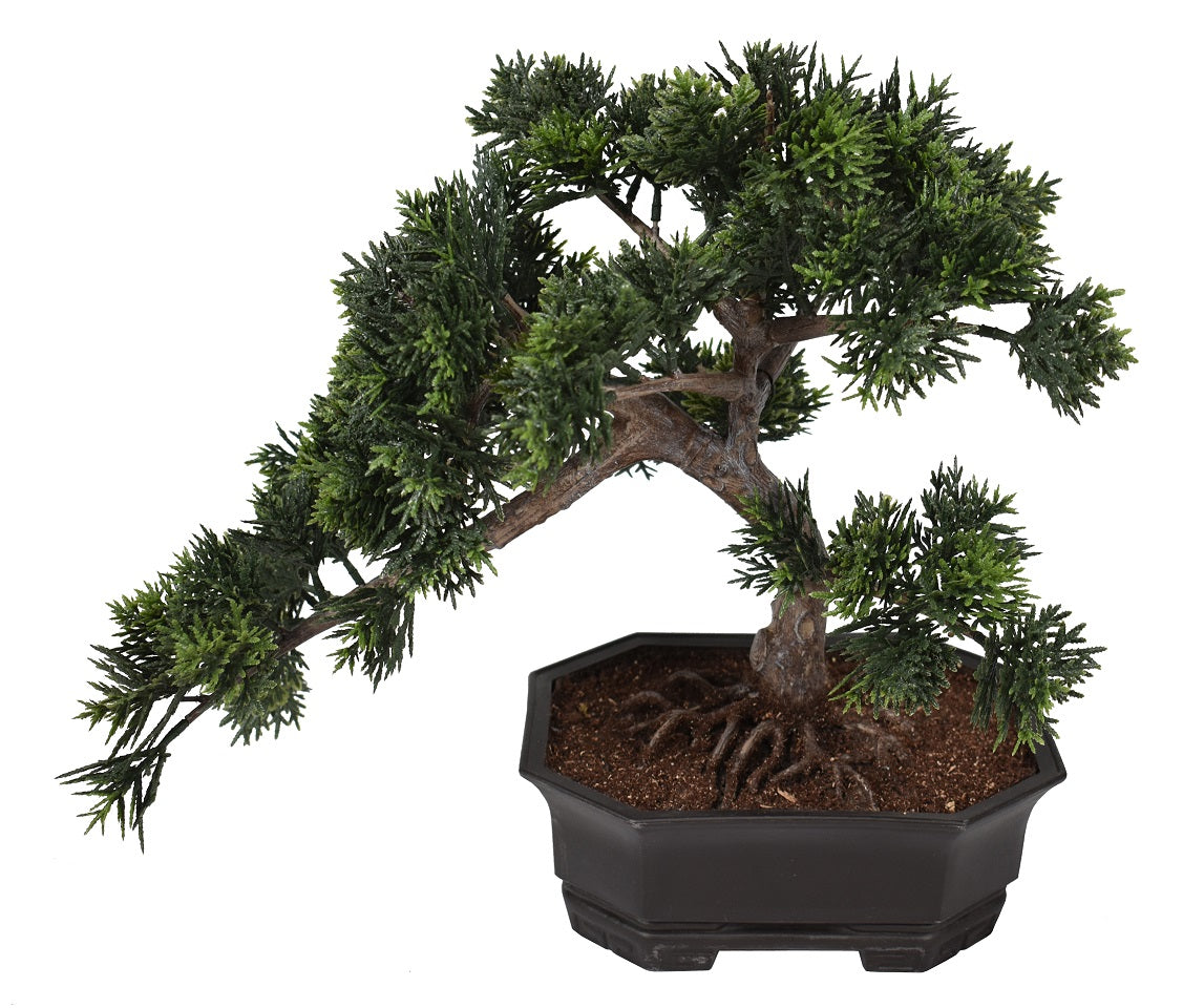 Bonsai and Table Top Plants – Evergreen Decor